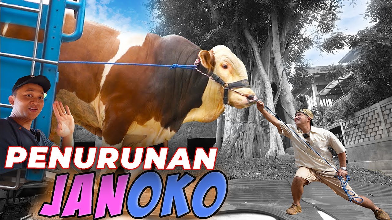 SAPI SETIA FARM SAMPAI ‼️ TERIMAKASIH MAS HERMAWAN..😍 - YouTube