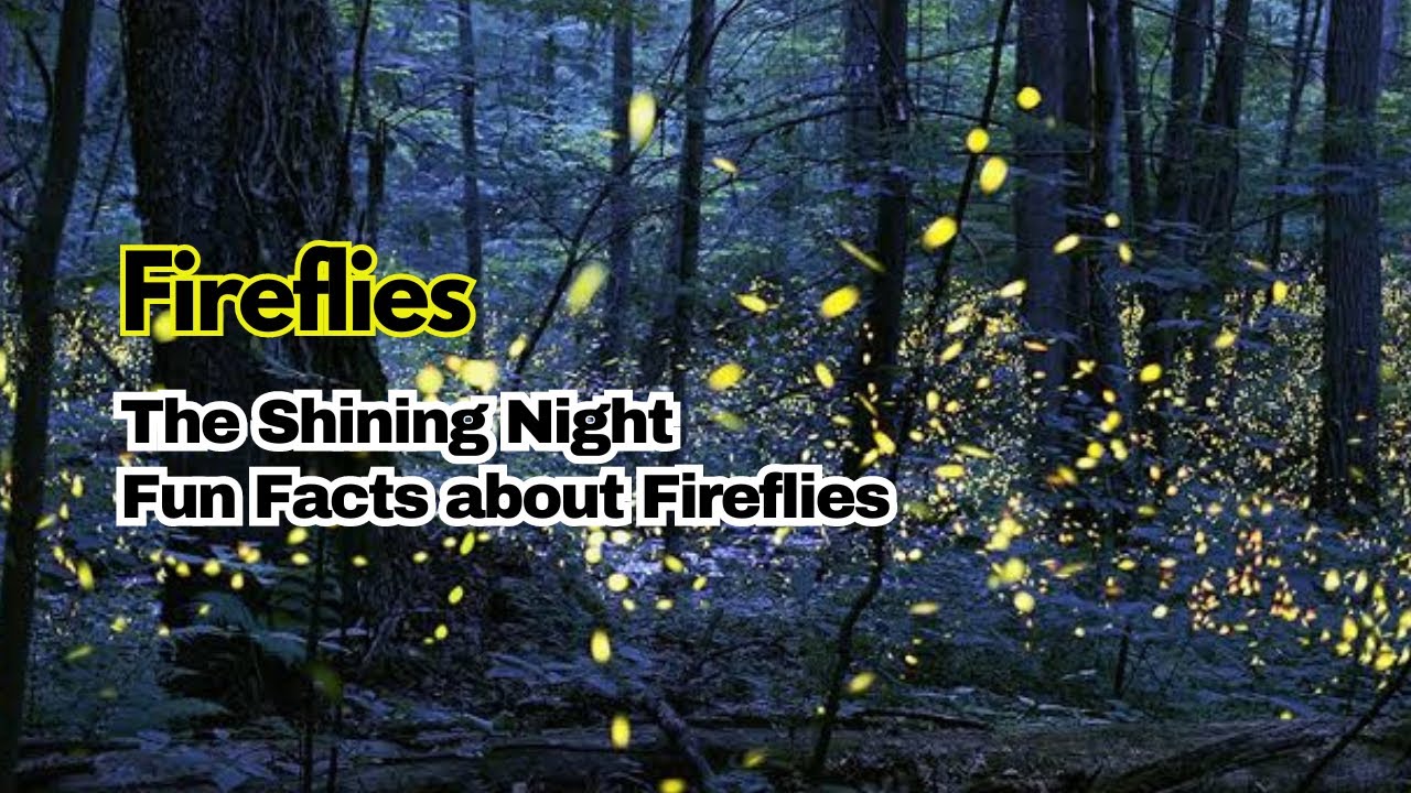 Amazing Facts | The Shining Night: Fun Facts about Fireflies - YouTube