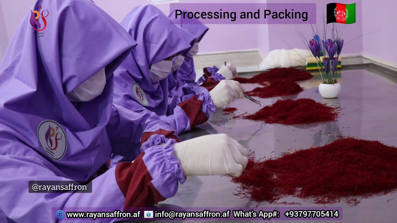 Saffron Stigmas process and Packing Stage - YouTube