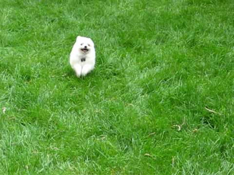Azumi: 8 week old Japanese Spitz Puppy