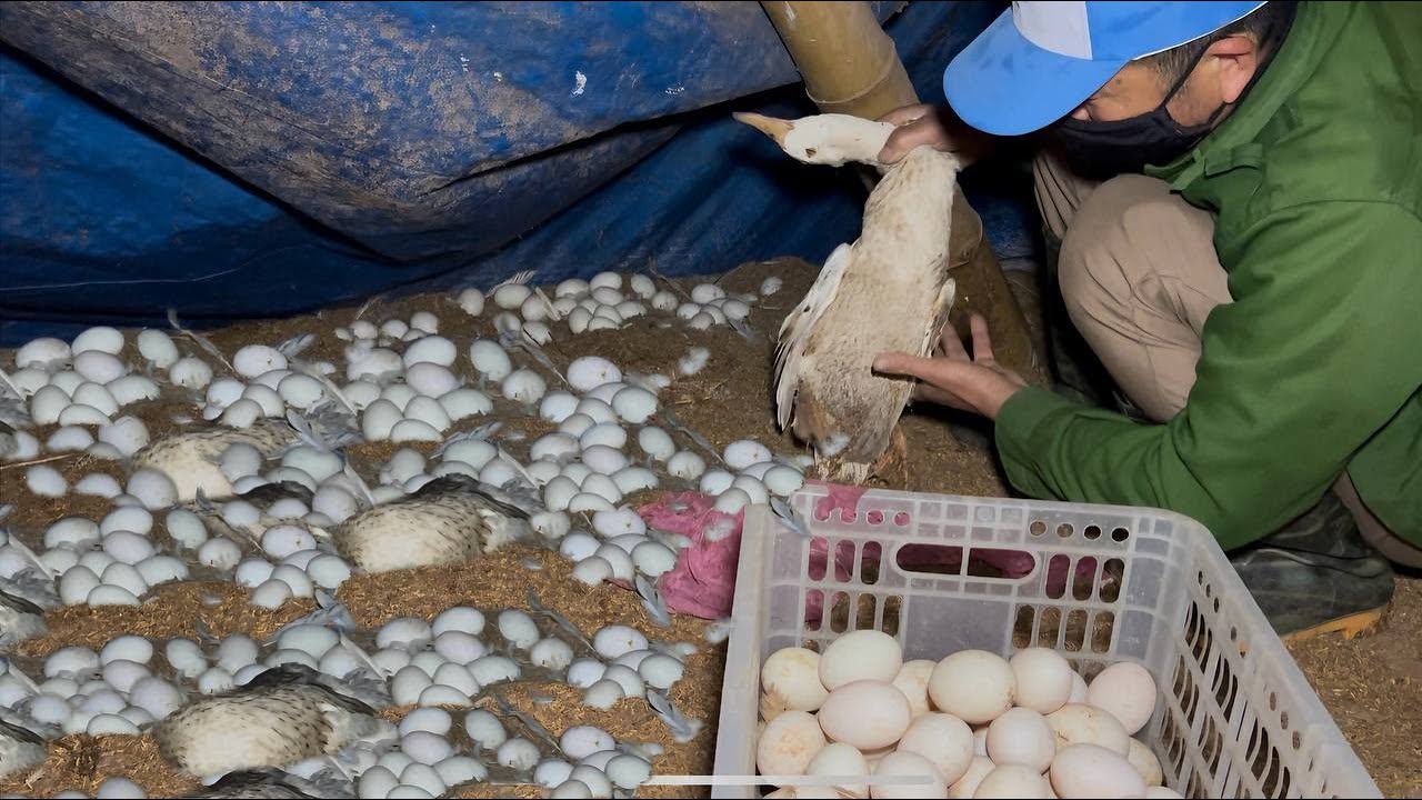 #6 Discovered something surprising on my duck farm | duck farm - YouTube
