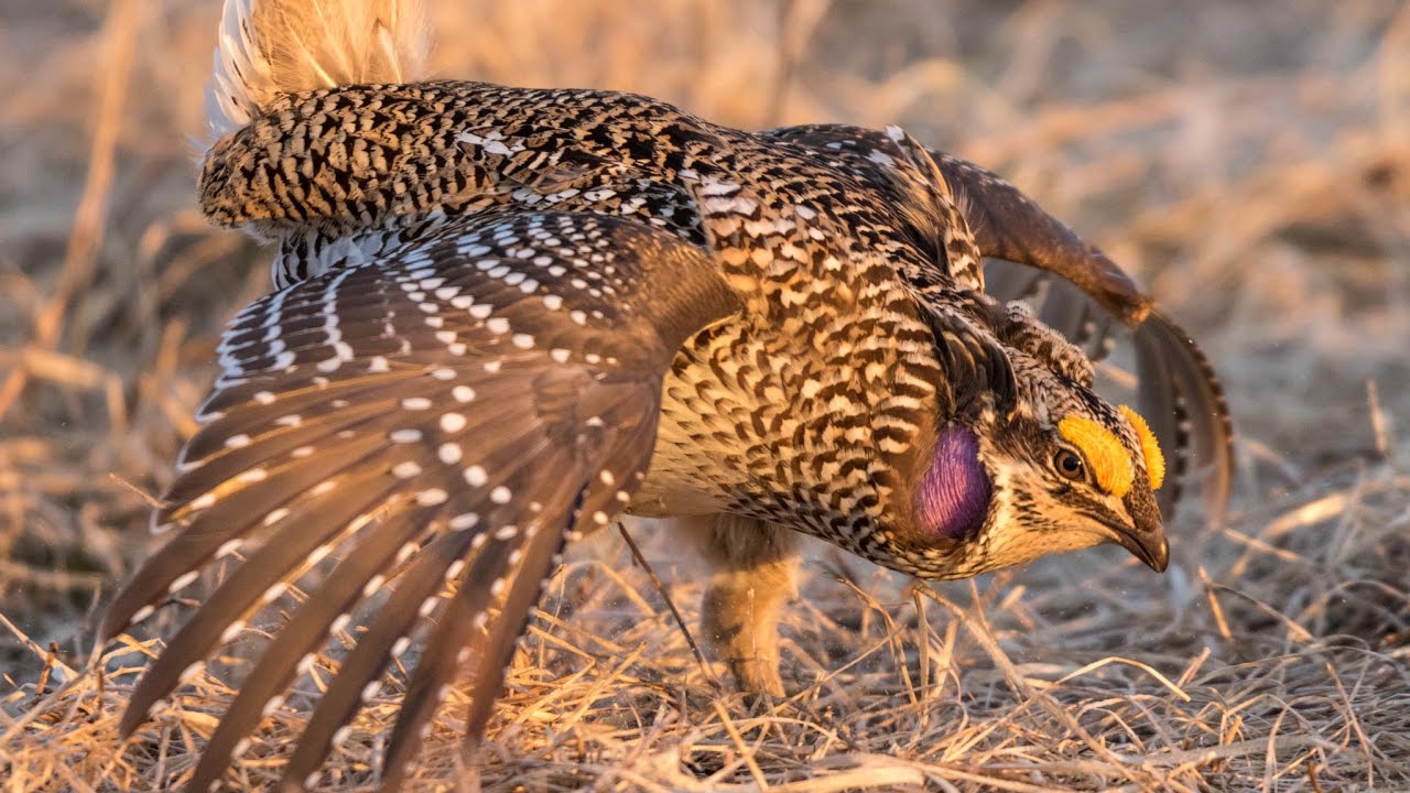 Sharp-tailed grouse lek - Baudette, MN - YouTube