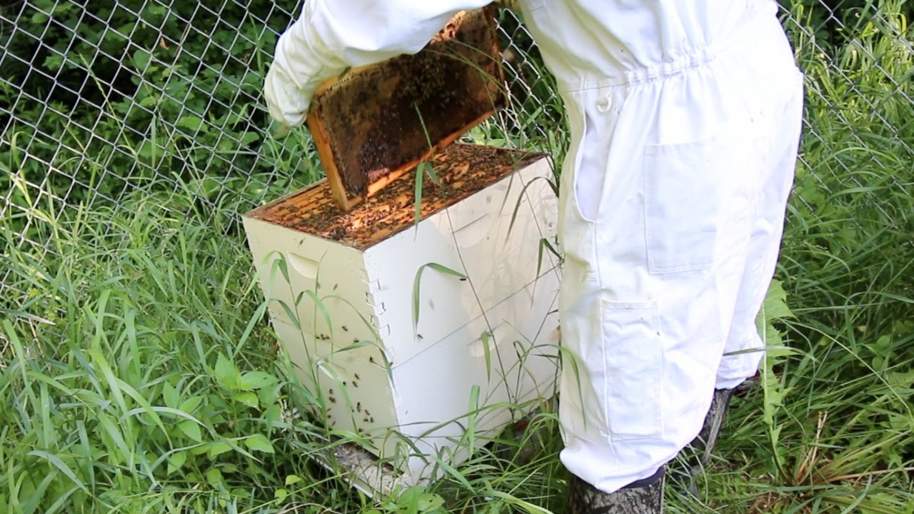 Bee Hive Check - YouTube
