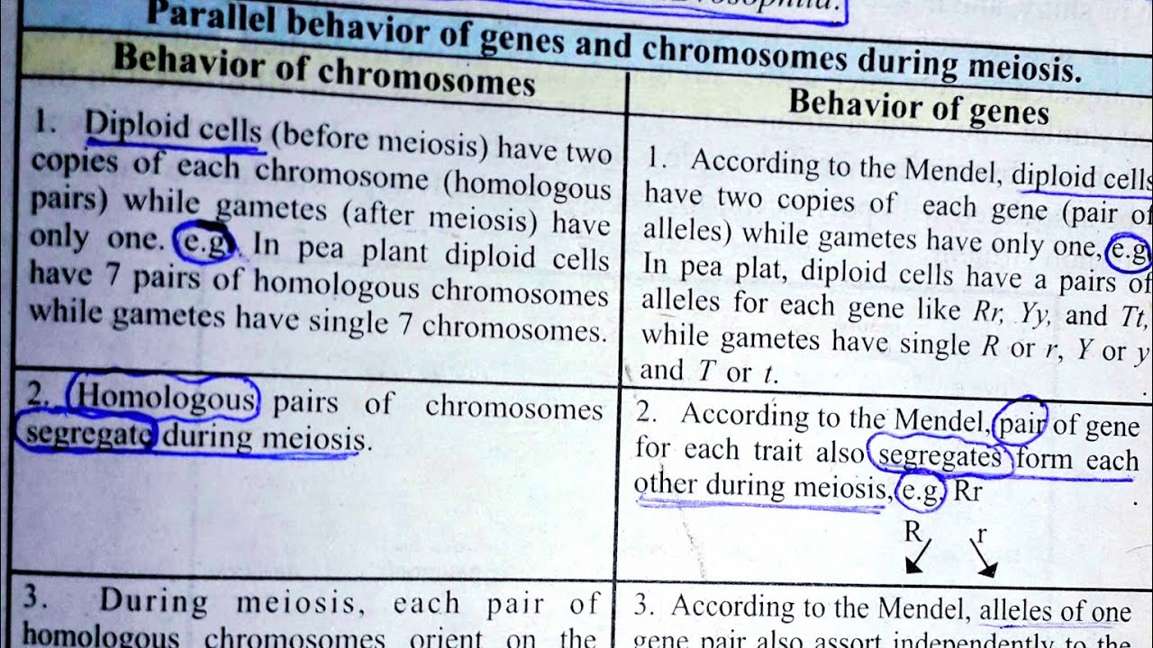 Parallel behaviour of gene and chromosome|independent assortment of ...