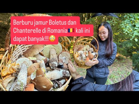 Berburu jamur kali ini banyak banget jamur boletus dan chanterelle😳🇷🇴