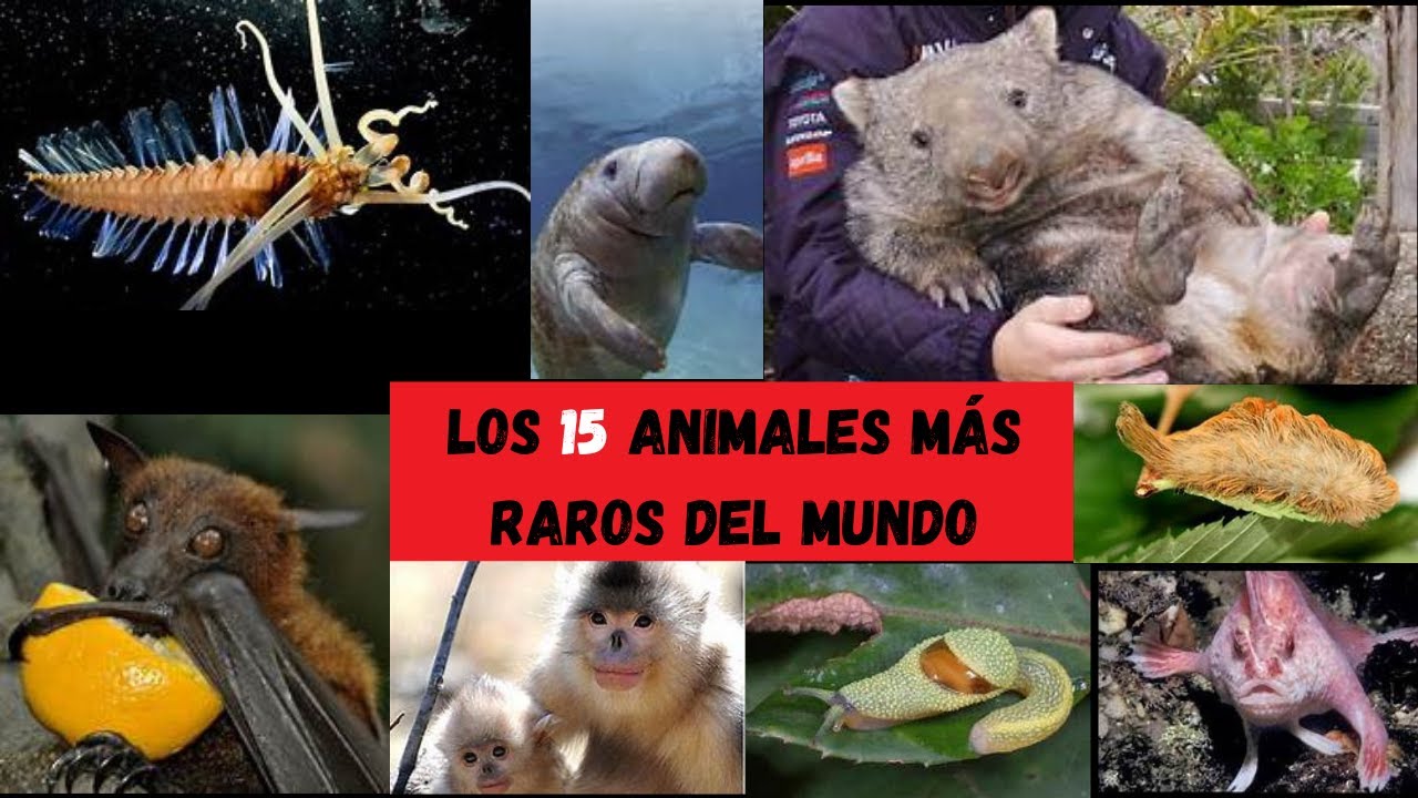 Los 15 Animales Más Raros Del Mundo - YouTube