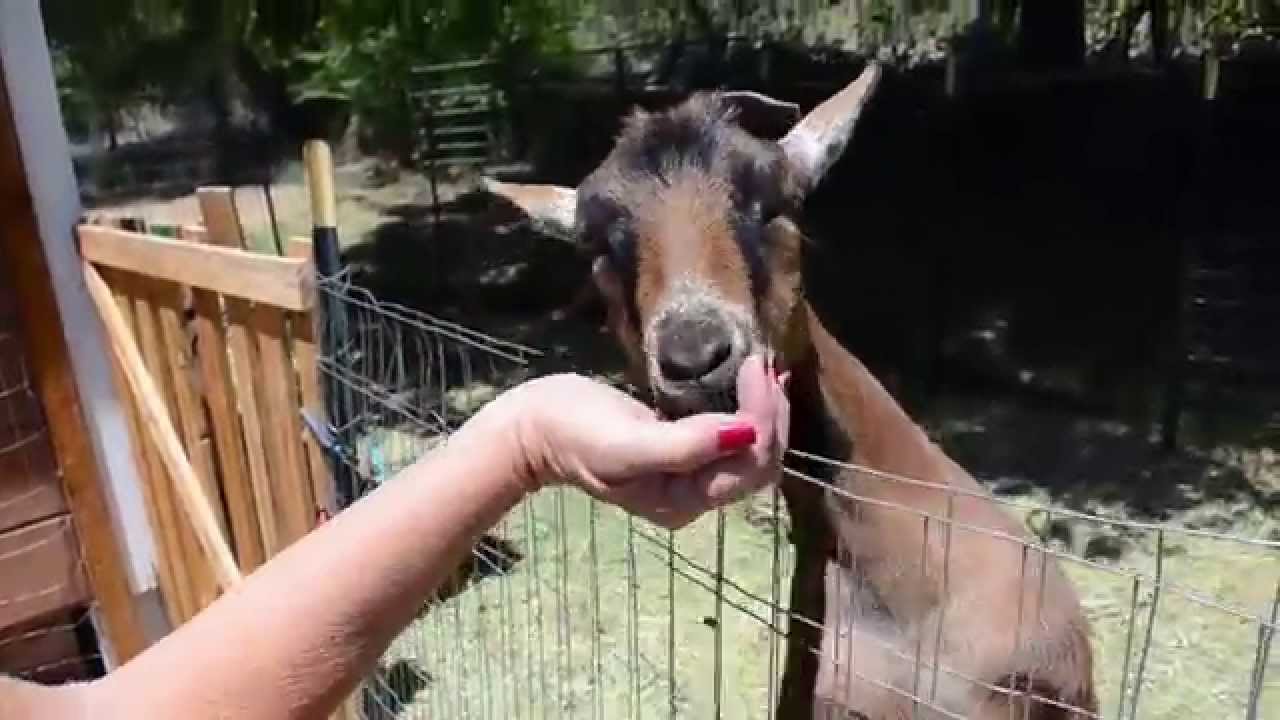 Crazy Goat Lady and Baby Goats - YouTube
