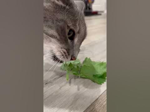 CAT ASMR - cats & catnip 貓與貓薄荷 #asmr #cat #pets #usa #cute #funny - YouTube