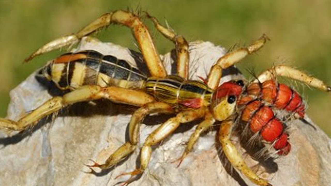 TOP 10 PELEAS DE INSECTOS, ARAÑAS Y ANIMALES | PARTE 2 - YouTube