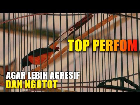 TOP PERFORM‼️agar lebih agresif dan kerja ngotot
