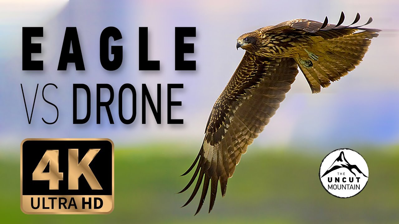 Eagle vs Drone 4K - Bonelli's Eagle attack (Aquila fasciata) - YouTube
