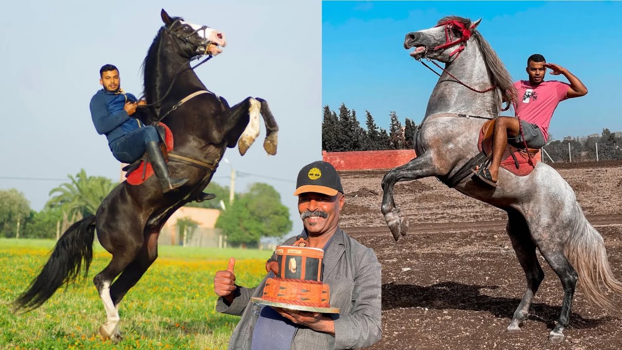 ها علاش منعو بادريس وأشرف قيصر من تصوير فيديو 📹 داخل سوق الخيول 🐎 Hors ...