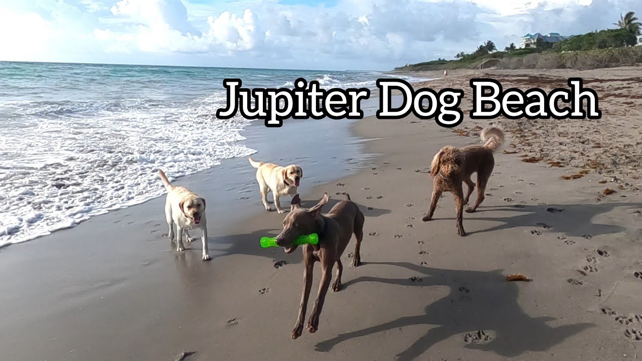 Dogs & Seaweed On Jupiter Dog Beach - YouTube