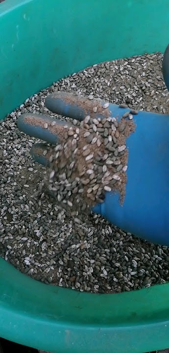 Как применять #триходерма #боверия #метаризиум #вогороде - YouTube