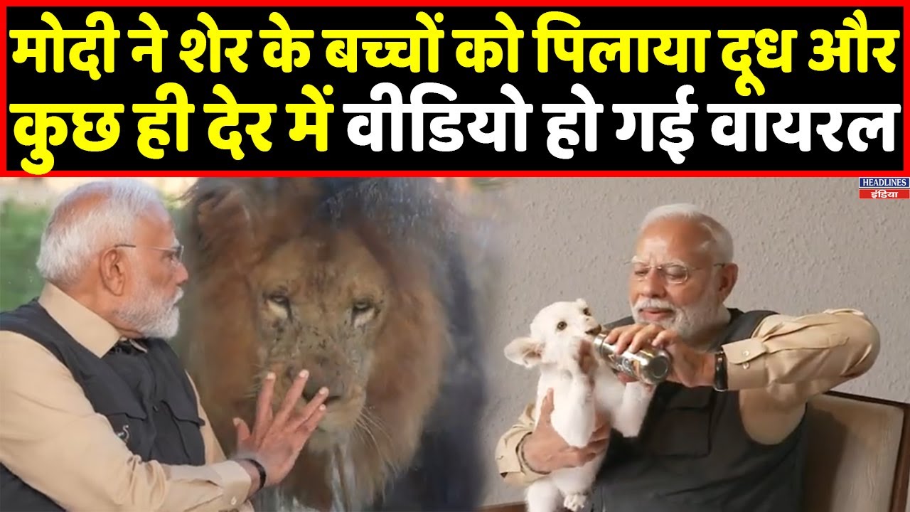 PM Modi ने शेर के बच्चों को दुलारा, अपने हाथ से दिया खाना और फिर ...