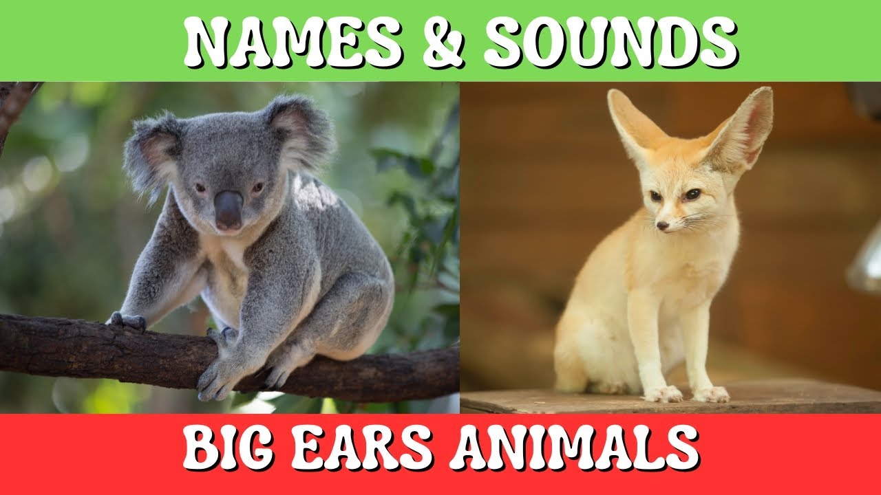Animals With Big Ears || Unveiling the Names and Sounds of Nature's ...
