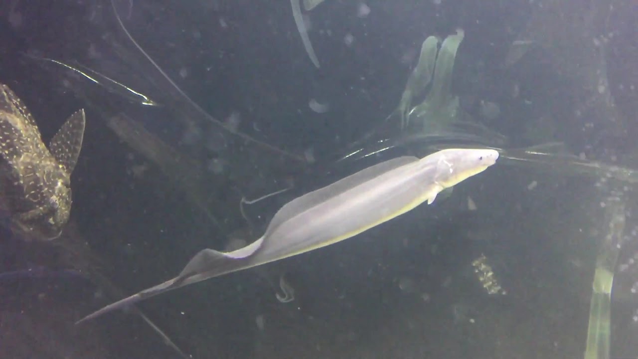 Ababa | Monster Aquatic Fish - YouTube