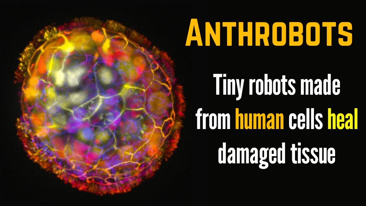 Anthrobots - Tiny robots made from human cells heal damaged tissue ...
