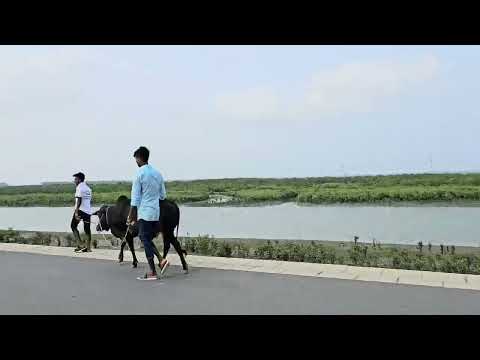 Some beautiful natural views of Moheshkhali Island ,Bangladesh. - YouTube