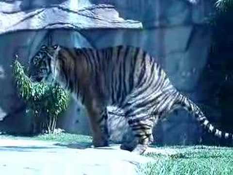 Tiger Pooping - YouTube