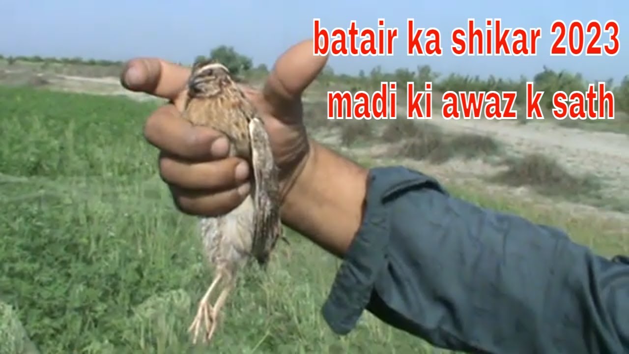 batair ka shikar madi ki awaz k sath 2023 - YouTube