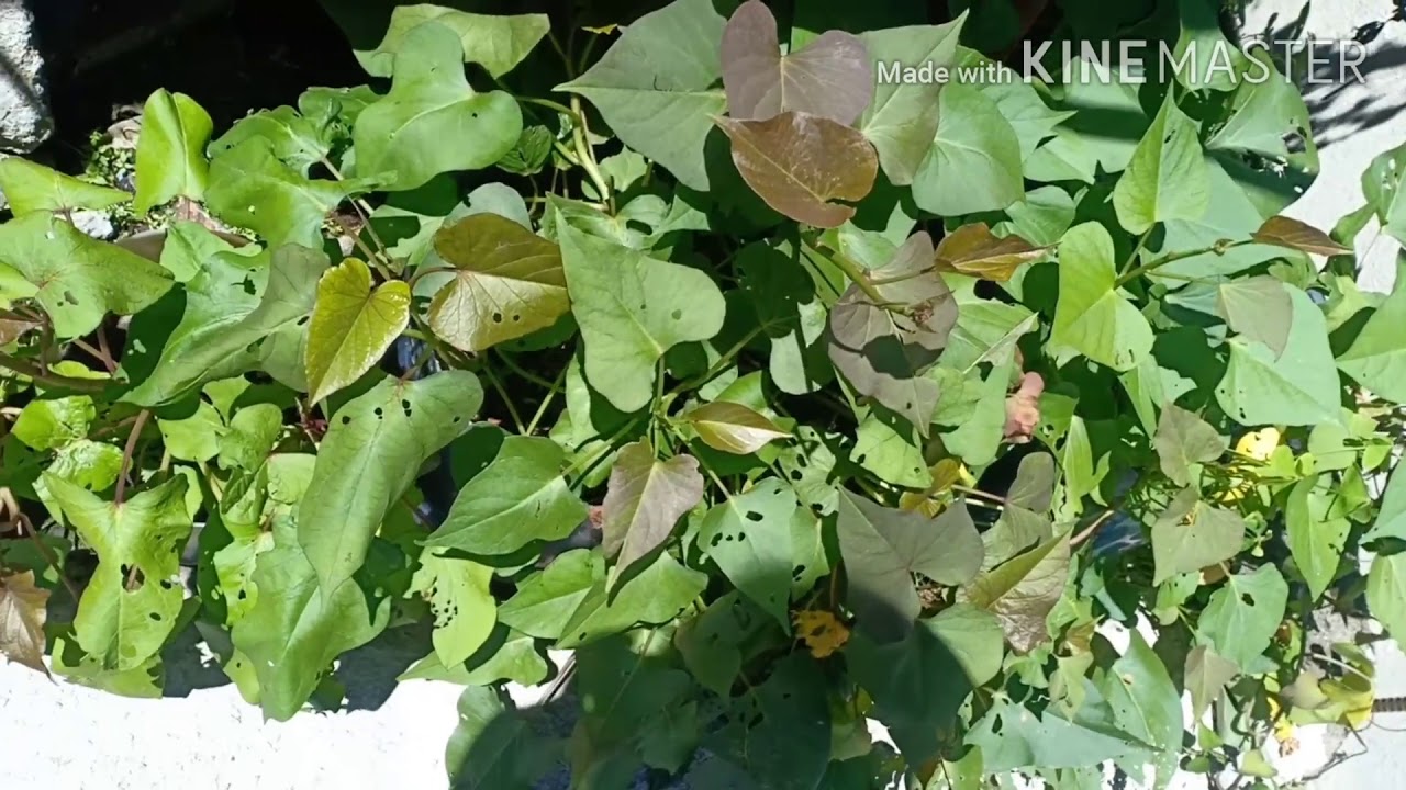 Backyard gardening, CAMOTE PLANT,stay at home vlogs - YouTube