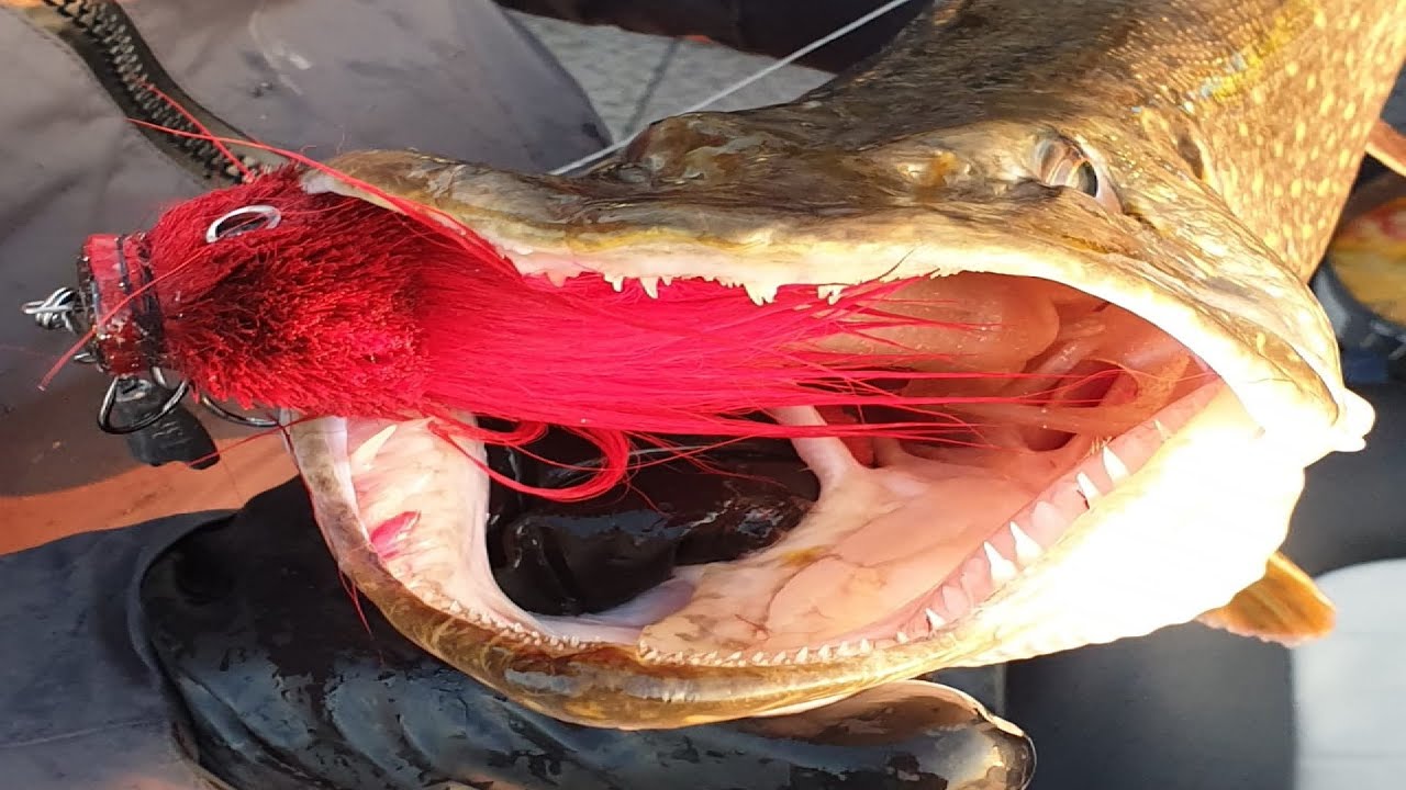 Miuras Mouse Big - YouTube