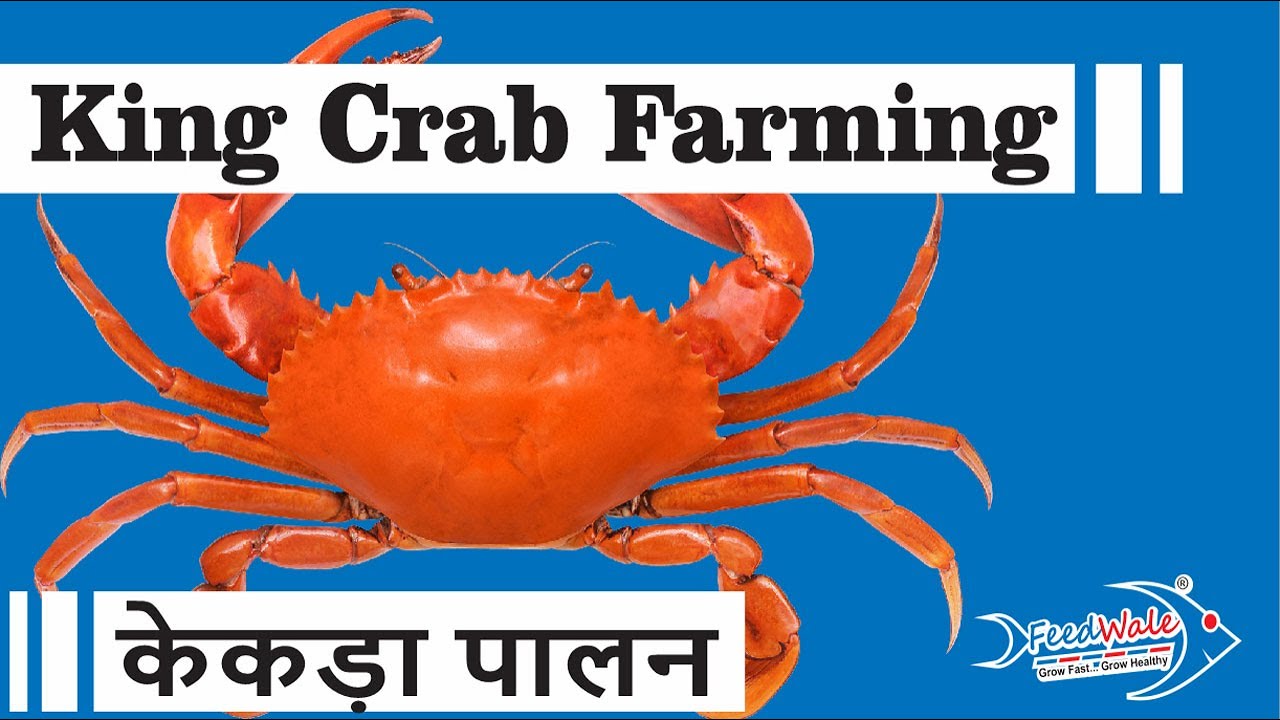 90 Lakhs Ka Profit Crab Farming Se - Khekada Palan - YouTube