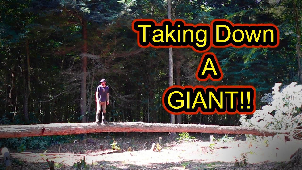 TAKING DOWN THE GIANT! DONE! Over 100ft TALL!! HUGE TREE CONQUERED! OFF ...
