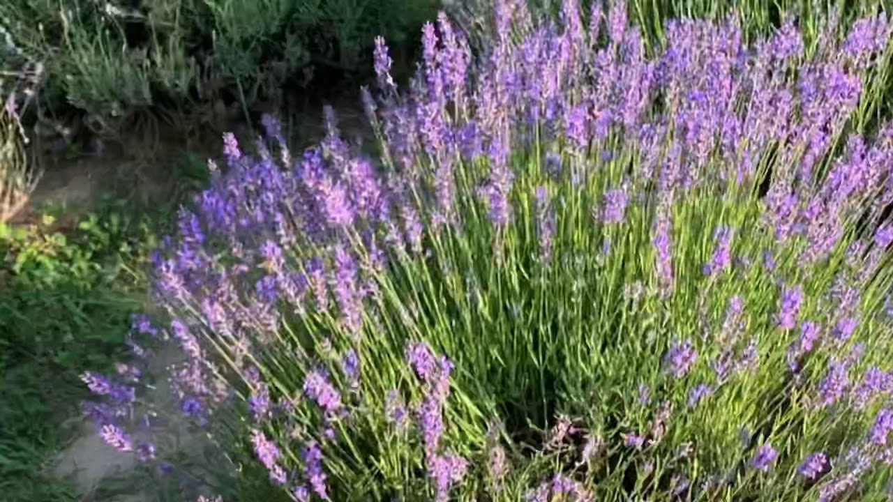 Gradina De Lavanda - YouTube