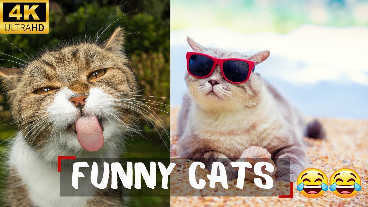 These Cats Will Make You LOL! Watch These Silly Kitties in Action so ...