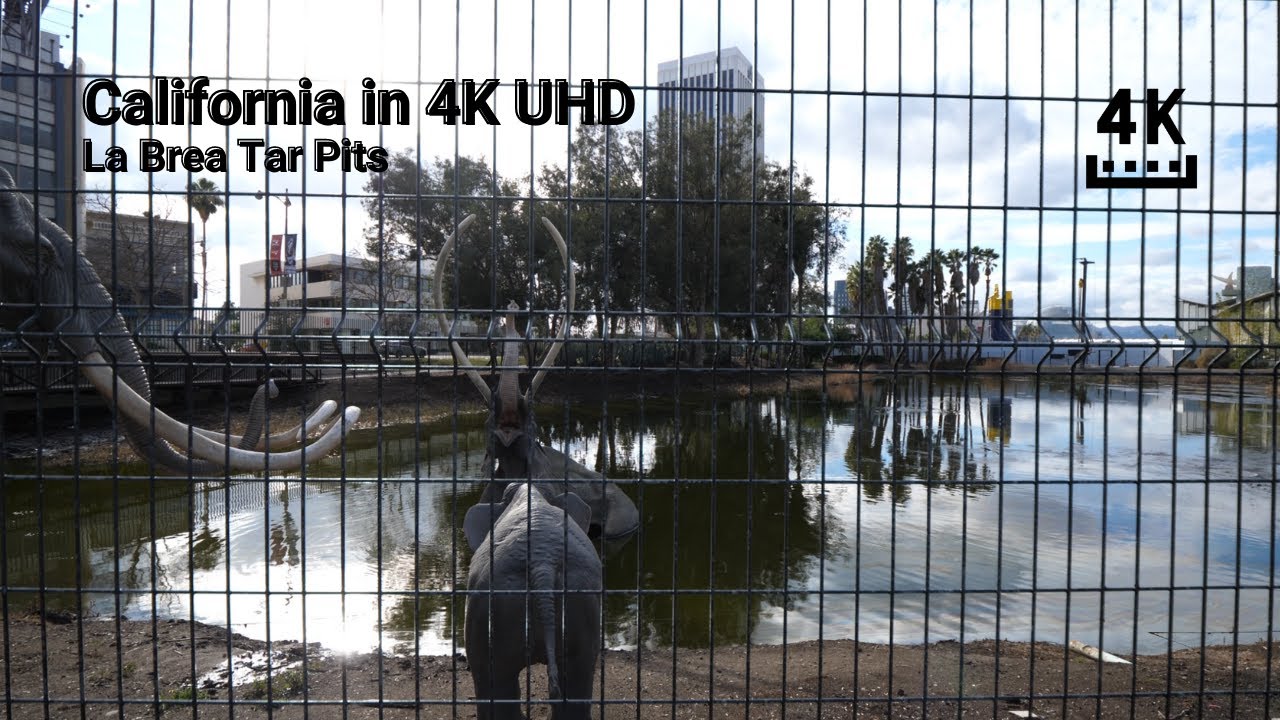 【4K】Walking from La Brea Tar Pits to LACMA during the day | California ...
