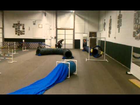 Suki Beginning Agility II - Video 1 - YouTube
