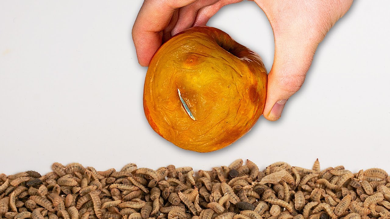 Rotten Apple eaten by Maggots Timelapse Video - YouTube
