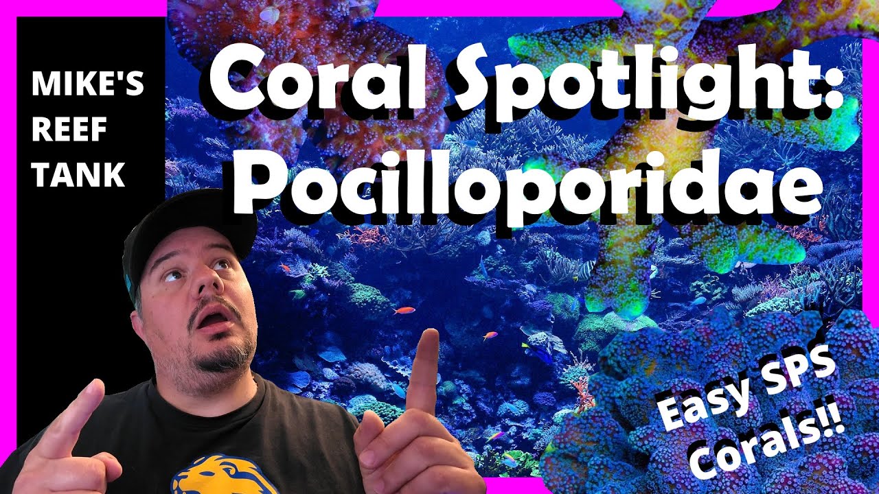 Easy SPS Corals? Meet Family Pocilloporidae! Coral Spotlight - YouTube