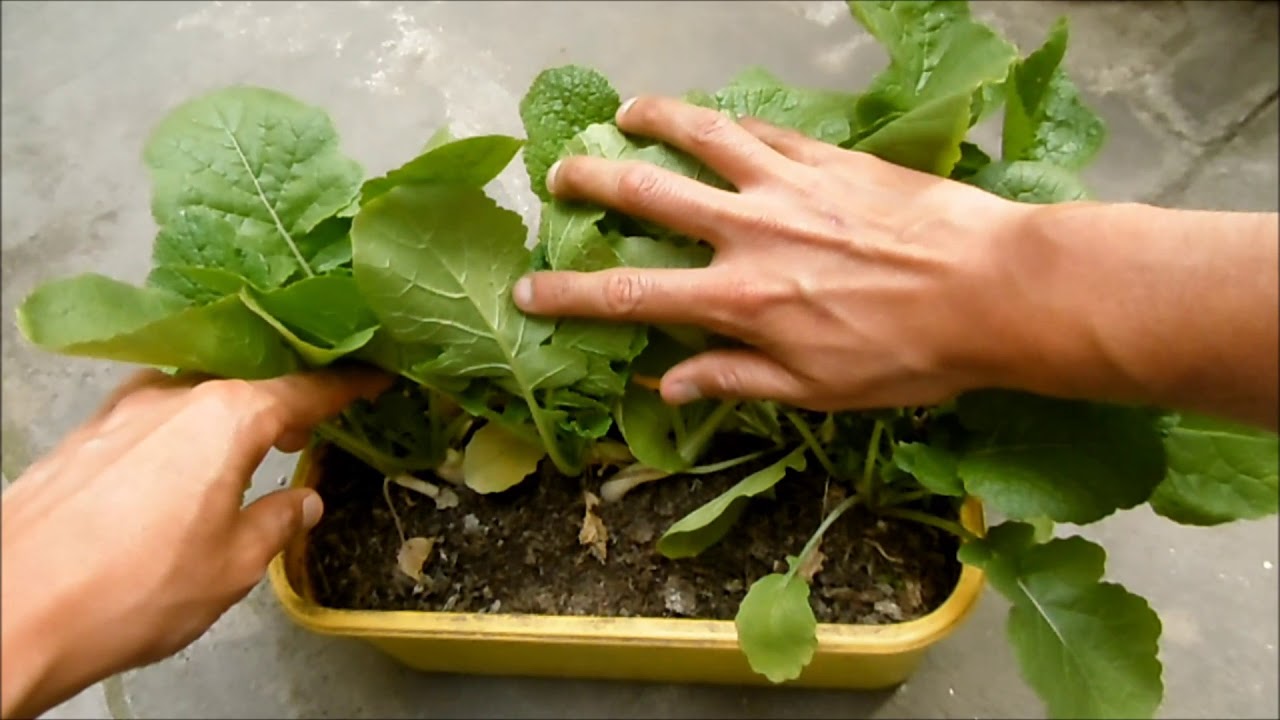 COMO CULTIVAR Y COSECHAR NABOS EN MACETAS - YouTube