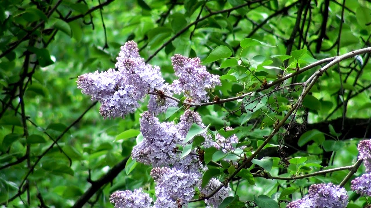 Pastel Purple Lilac Flowers Summer Beauty / Admiring Video / Diversity ...