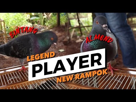 PLAYER LEGEND NEW RAMPOK | KEMBALI IKUTI LOMBA. - YouTube