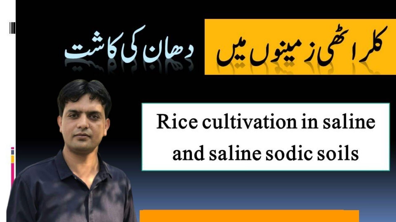 Rice Cultivation in Saline and Saline Sodic Soil 2022 | Dr. Jamil Shafi ...