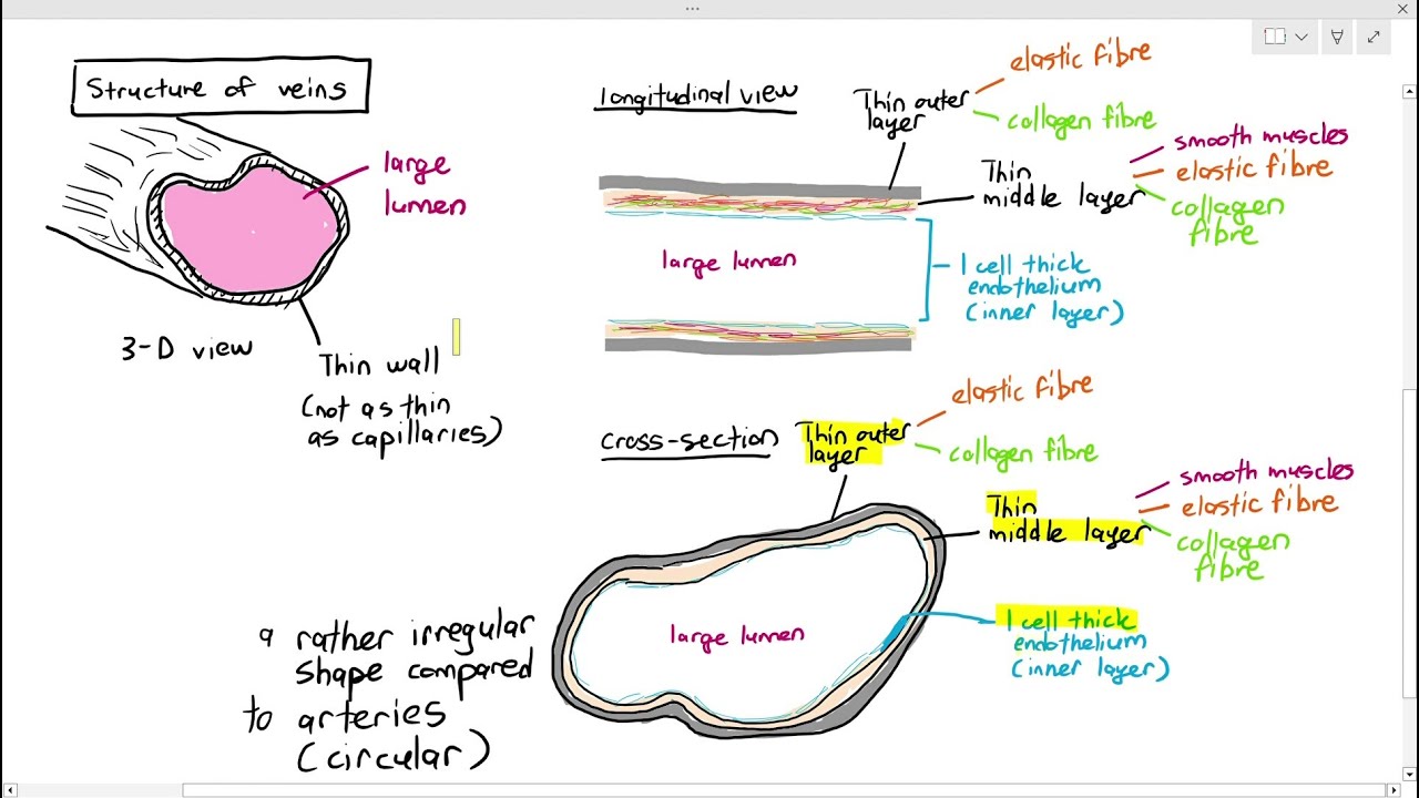 8-6 Venules & Veins (Cambridge AS & A Level Biology, 9700) - YouTube