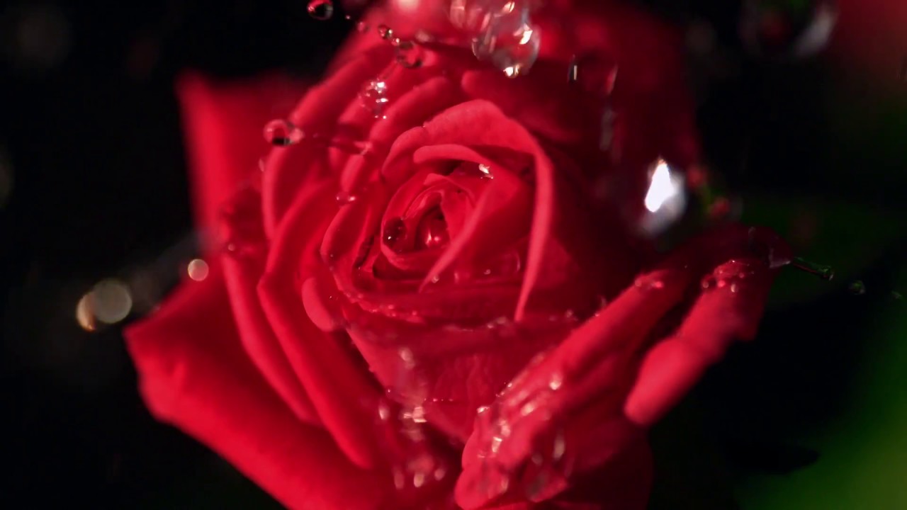 Phantom Miro LC320S Macro Test Shots - YouTube