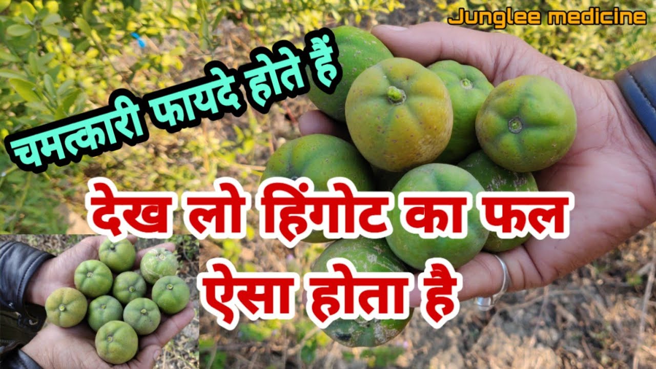 हिंगोट फल के फायदे और पहचान(सम्पुर्ण जानकारी) Hingot Tree Benifits ...