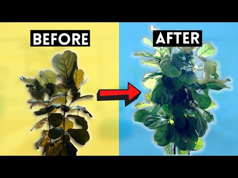 How To Node A Fiddle Leaf Fig Tree