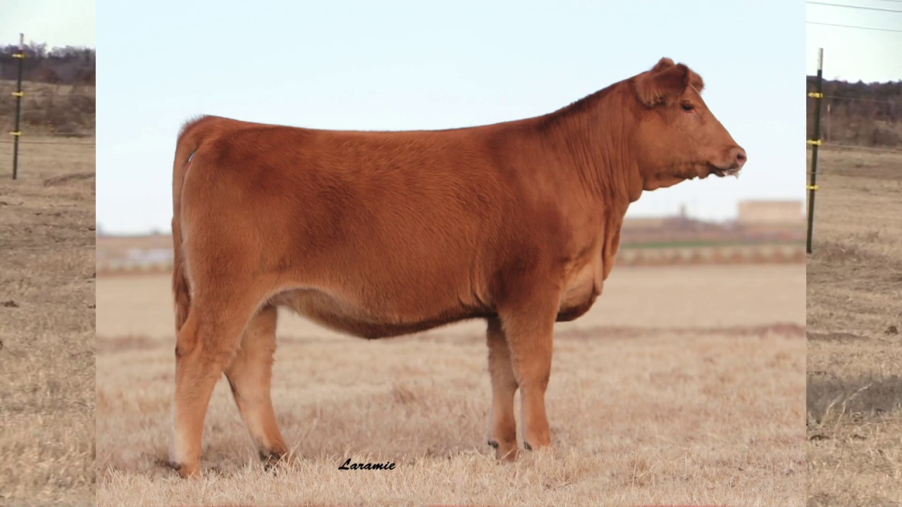 WF RED VELVET - YouTube