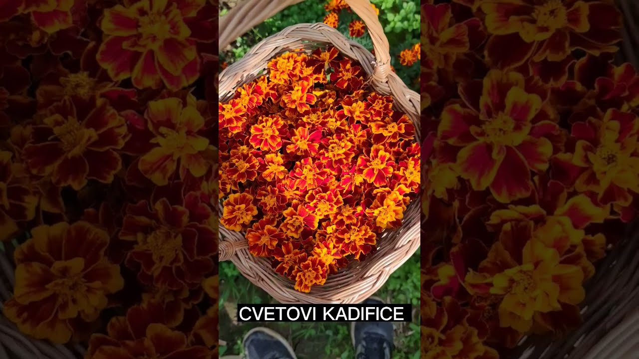 Sveži cvetovi kadifice 🏵️ - YouTube