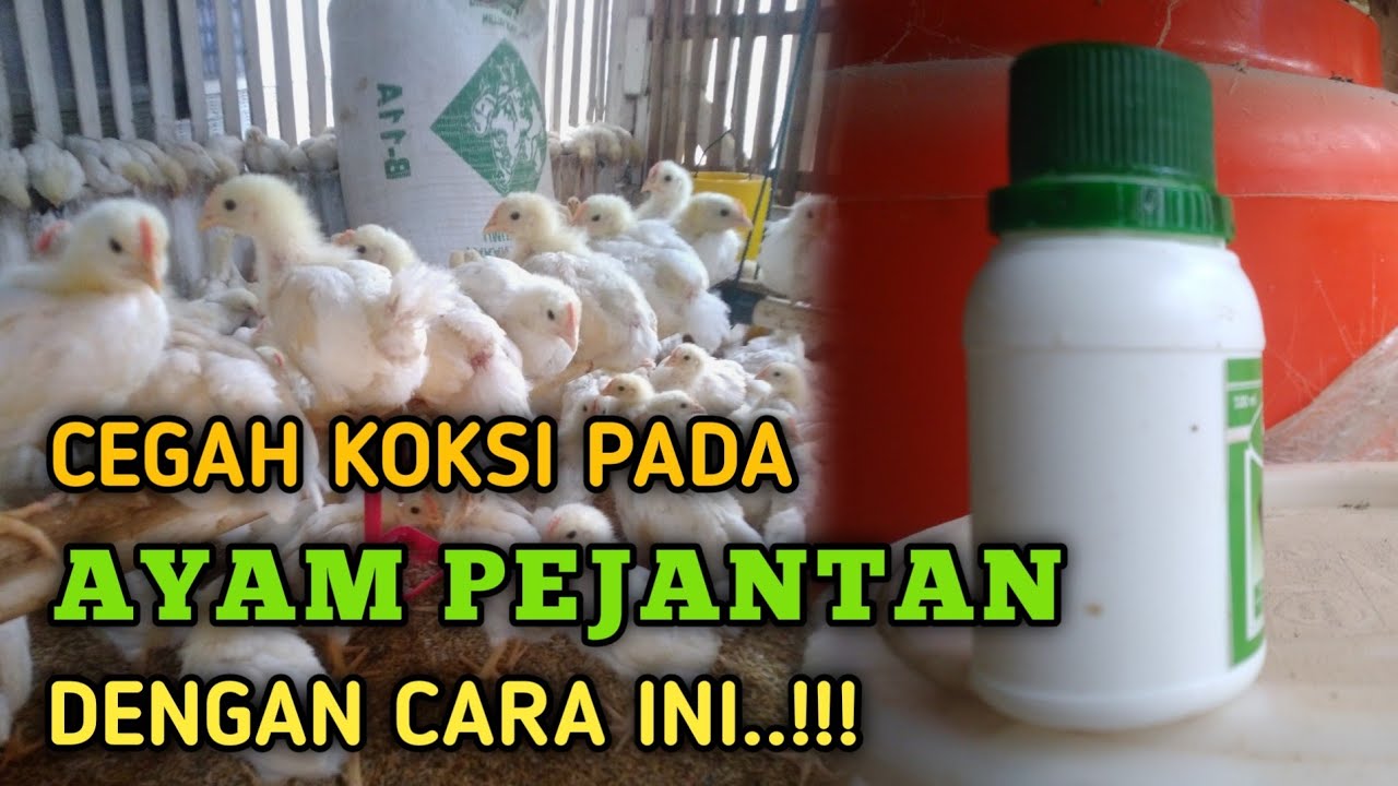 Cara Mencegah Penyakit Koksi Pada DOC Ayam Pejantan Usia 0 - 30 Hari ...