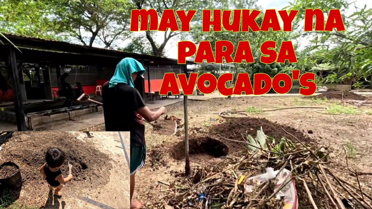 Nakapag hukay na rin pag lilipatan ng avocado's| Naitanim na rin ang ...
