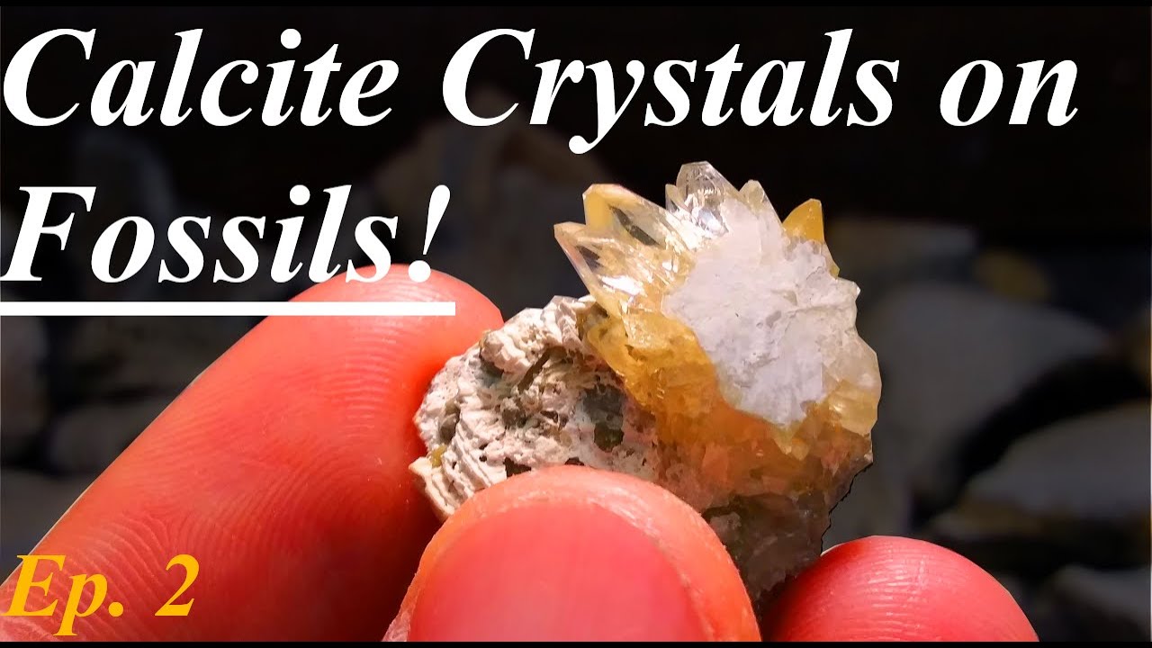Gorgeous Yellow Calcite and Shell Fossils! Fossil Hunting in Florida ...