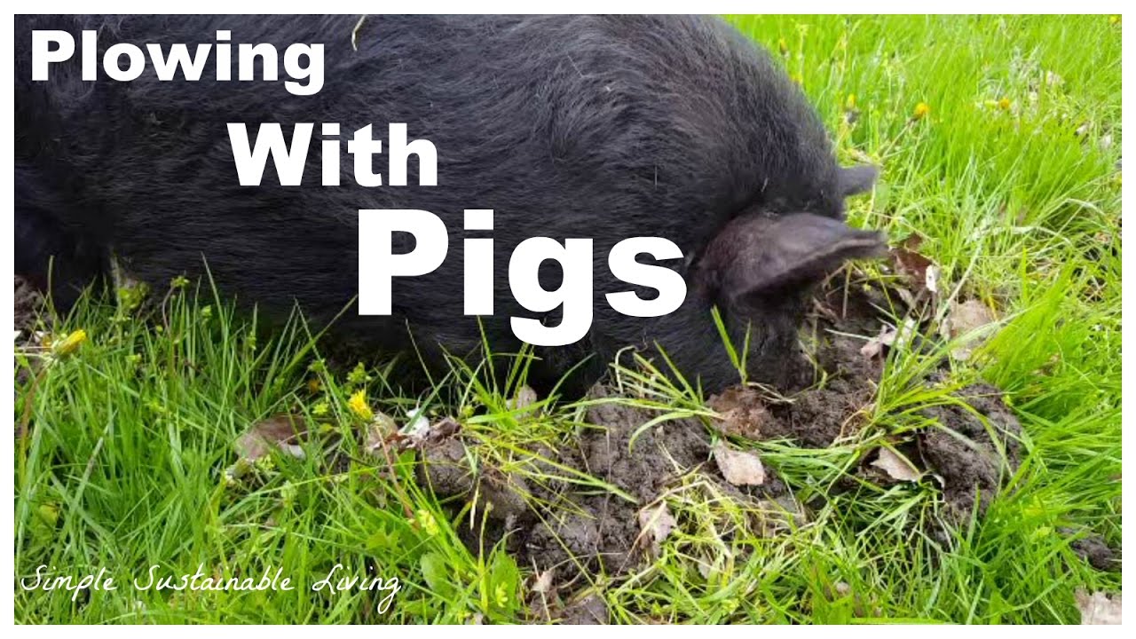 Kitchen Garden - Plowing With Pigs - YouTube