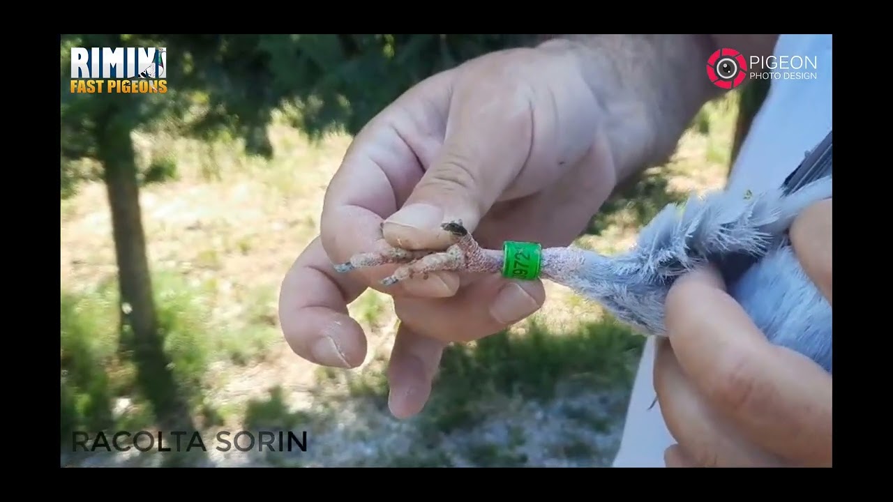 39 FINAL RO 23 0009721 RACOLTA SORIN - YouTube